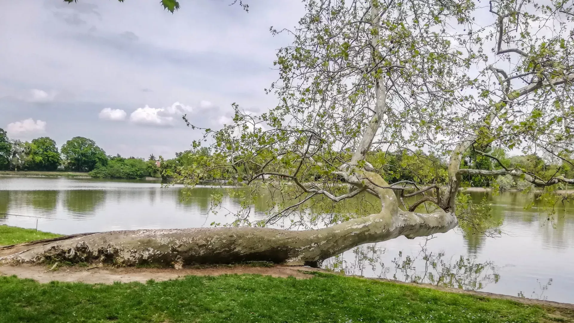 Tatai platánt választottak az Év fájának 2022-ben | GazMag
